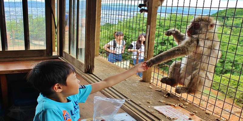 Arashiyama Monkey Park Iwatayama in Kyoto, Who Gets Into a Cage_2 | JATRABRIDGE